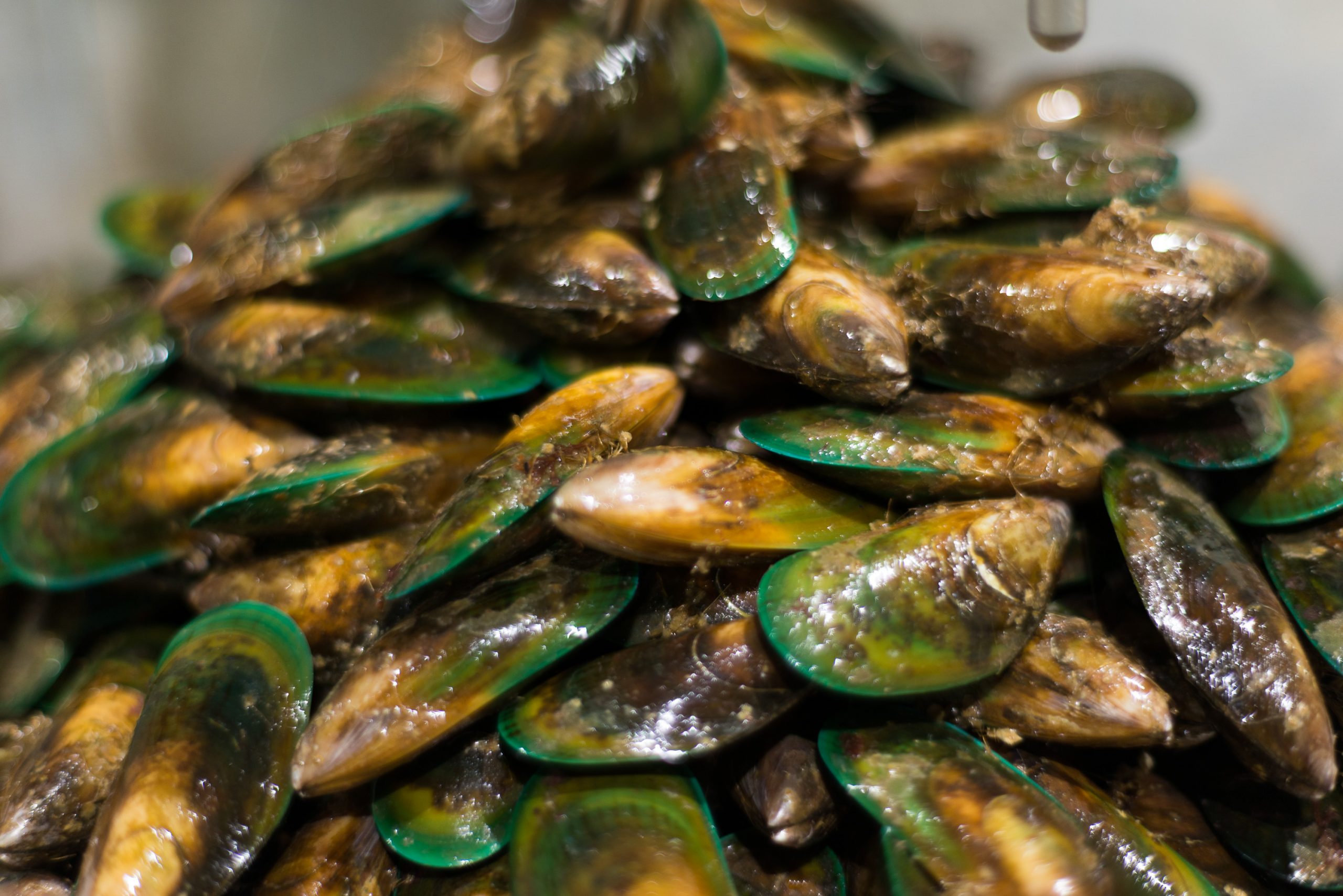 MUSSEL ASSETS PROVIDE BOOST FOR KONO - Supermarket News