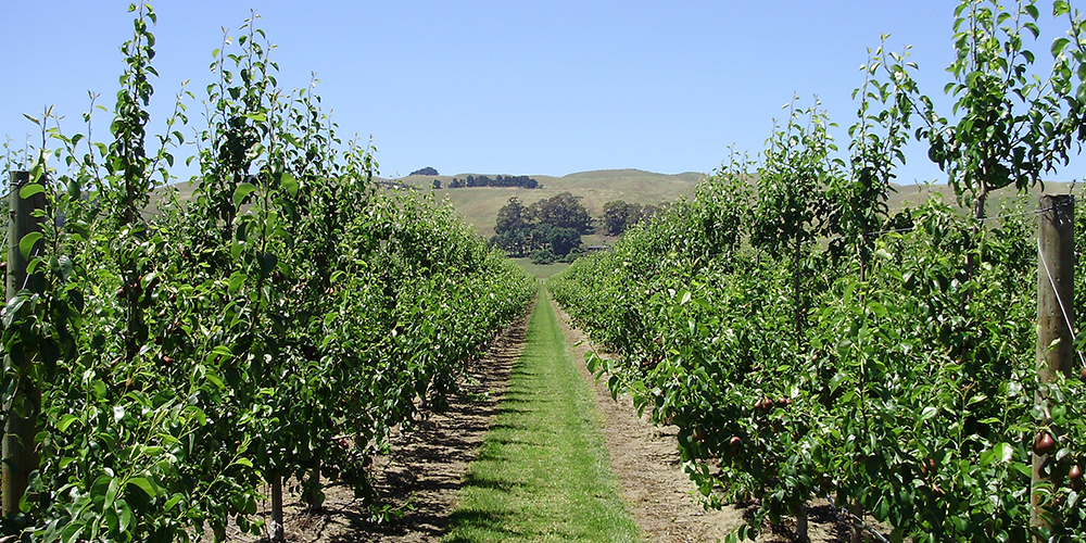 T&G GLOBAL WELCOMES APPROVAL TO ACQUIRE FRESHMAX NZ'S DOMESTIC BUSINESS ...