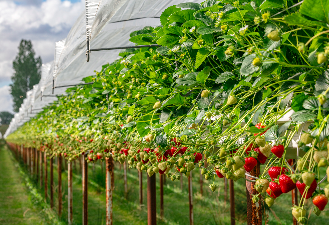 T&G Fresh Signs Exclusive Deal for Tastier Strawberries - Supermarket News