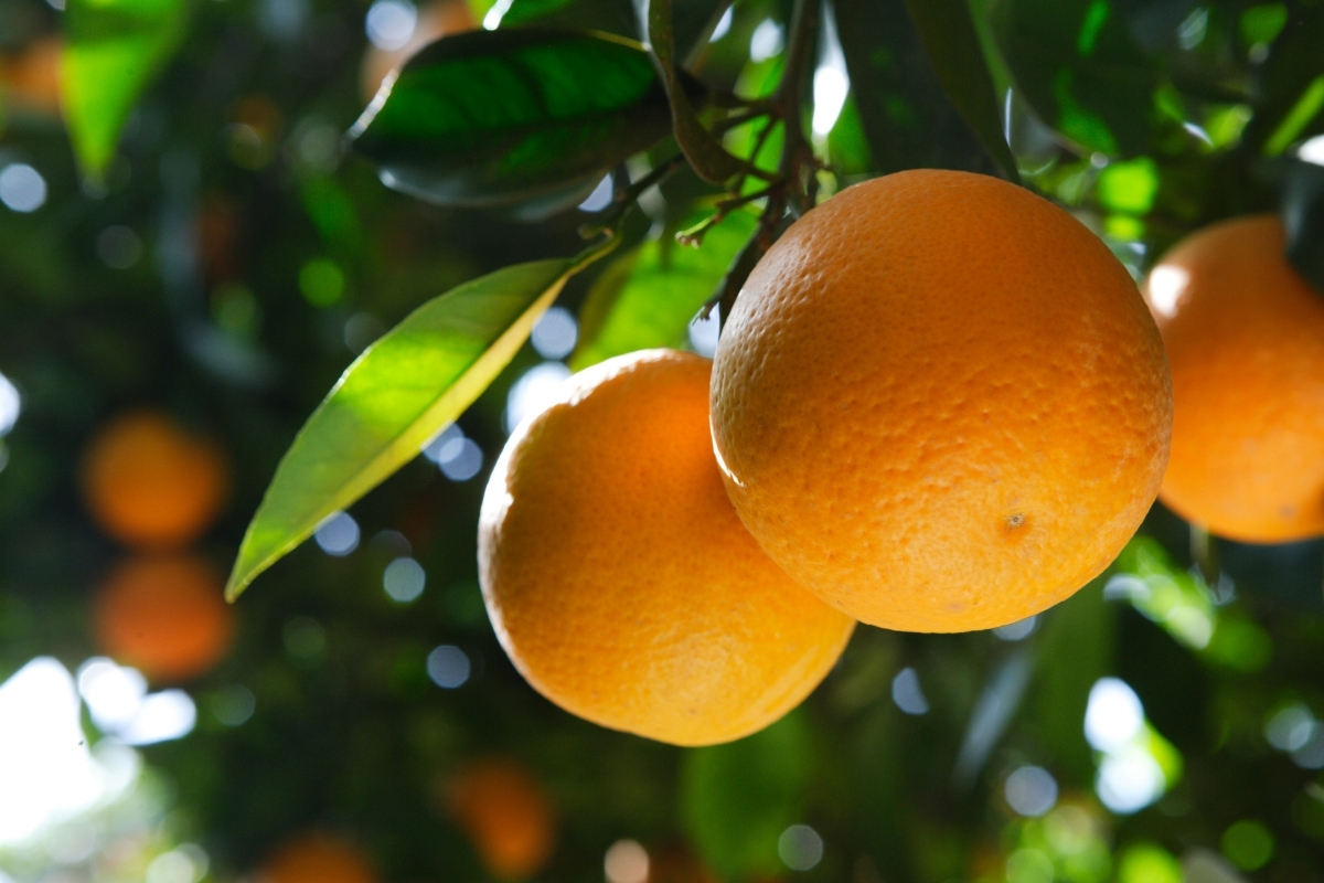 NZ Citrus Season Gets Even Sweeter - Supermarket News