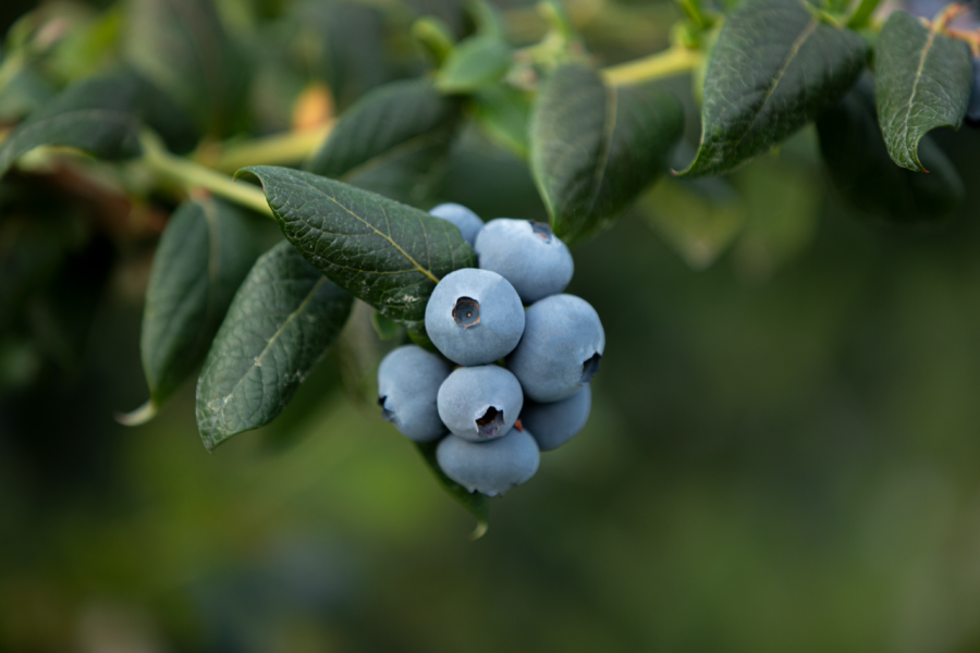 Blue Royal to Reign Supreme this Summer - Supermarket News