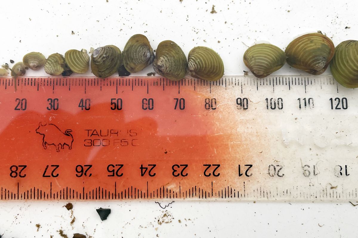 News Species Of Clam Discovered - Supermarket News