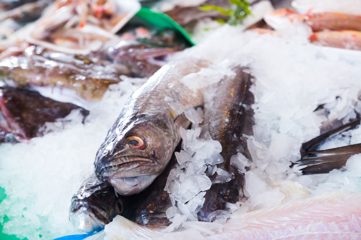 The Hoki Season Is Here - Supermarket News