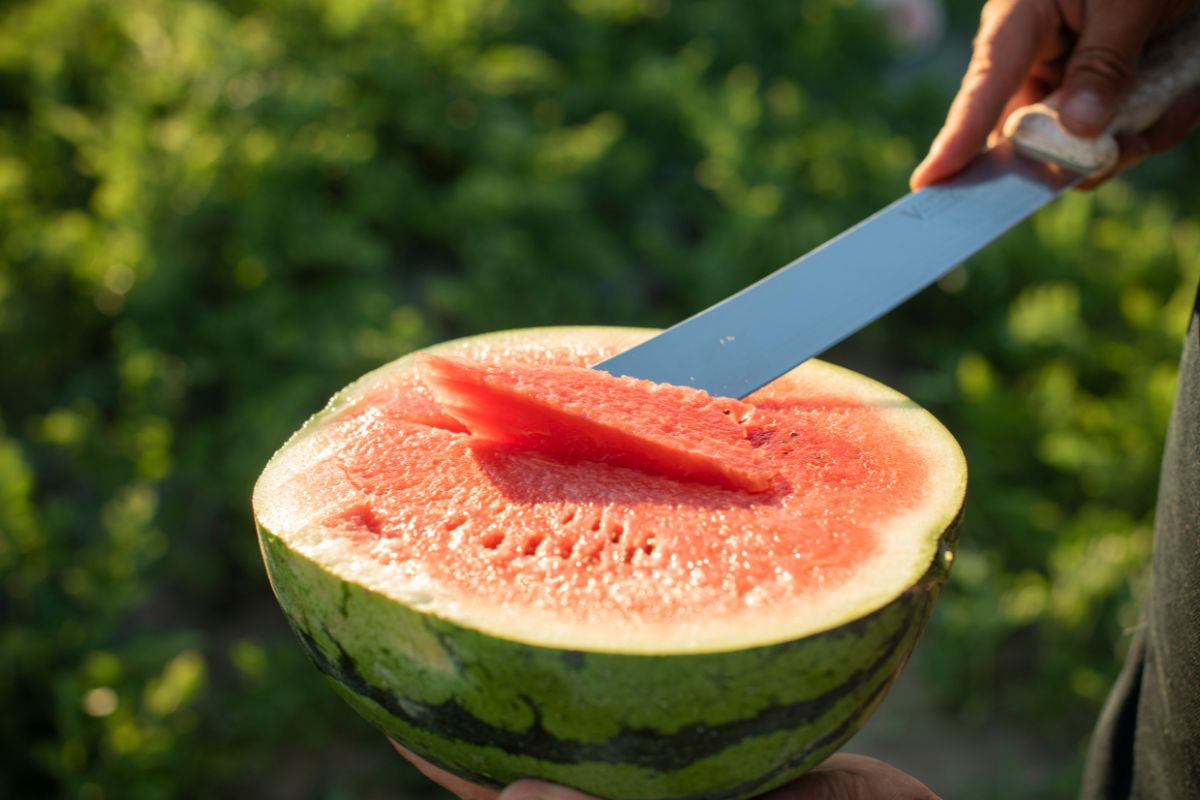 Watermelon Sugar: It’s A Sweet Deal for Kiwi Shoppers - Supermarket News