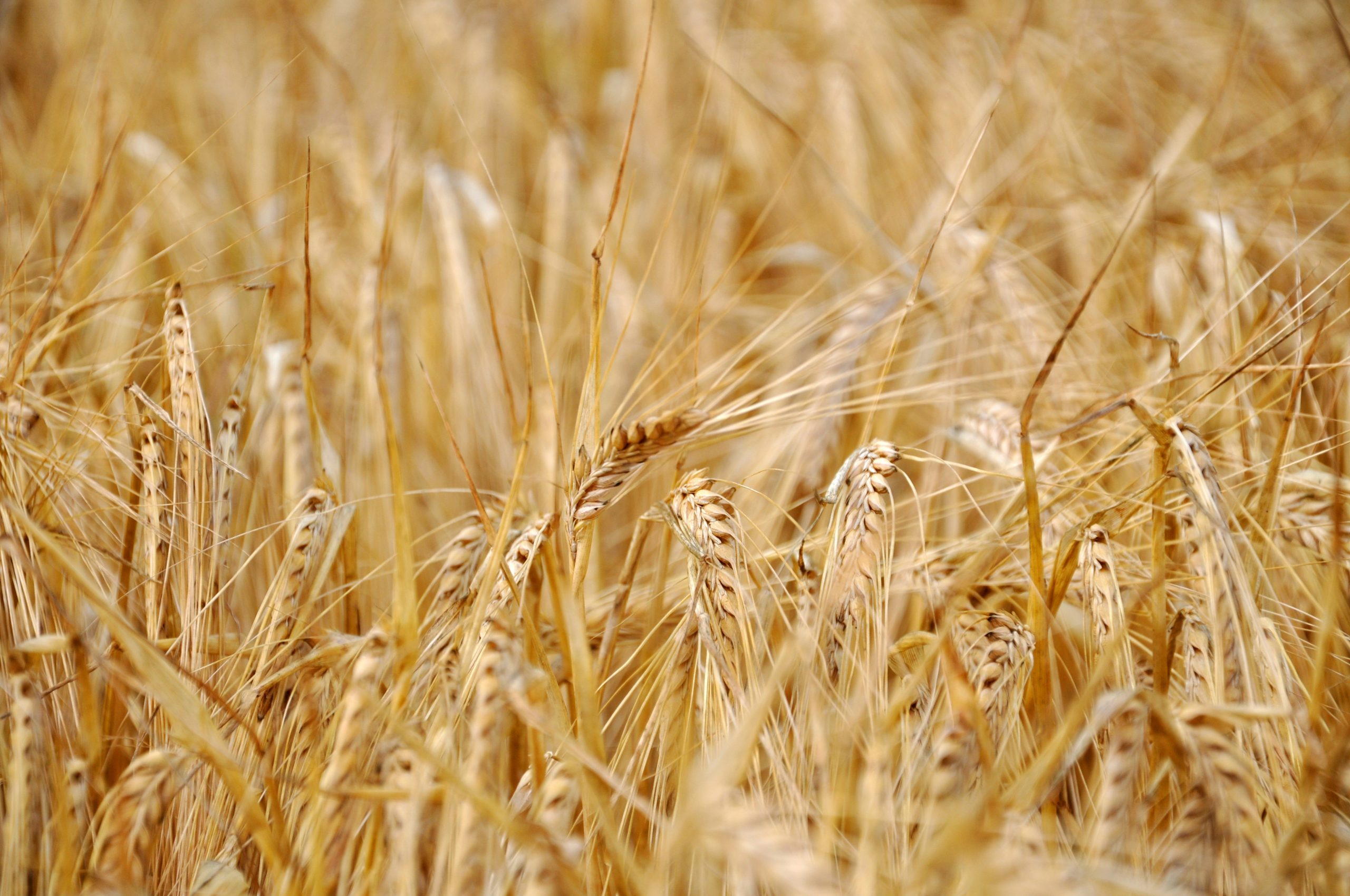 Innovation During Australian Crop Loss - Supermarket News