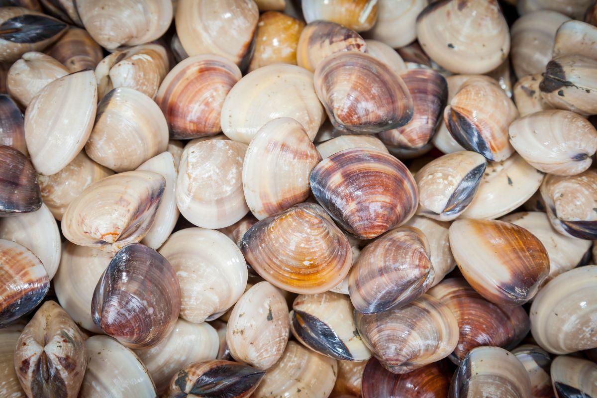 Shellfish Biotoxin Warning For Bay of Plenty - Supermarket News