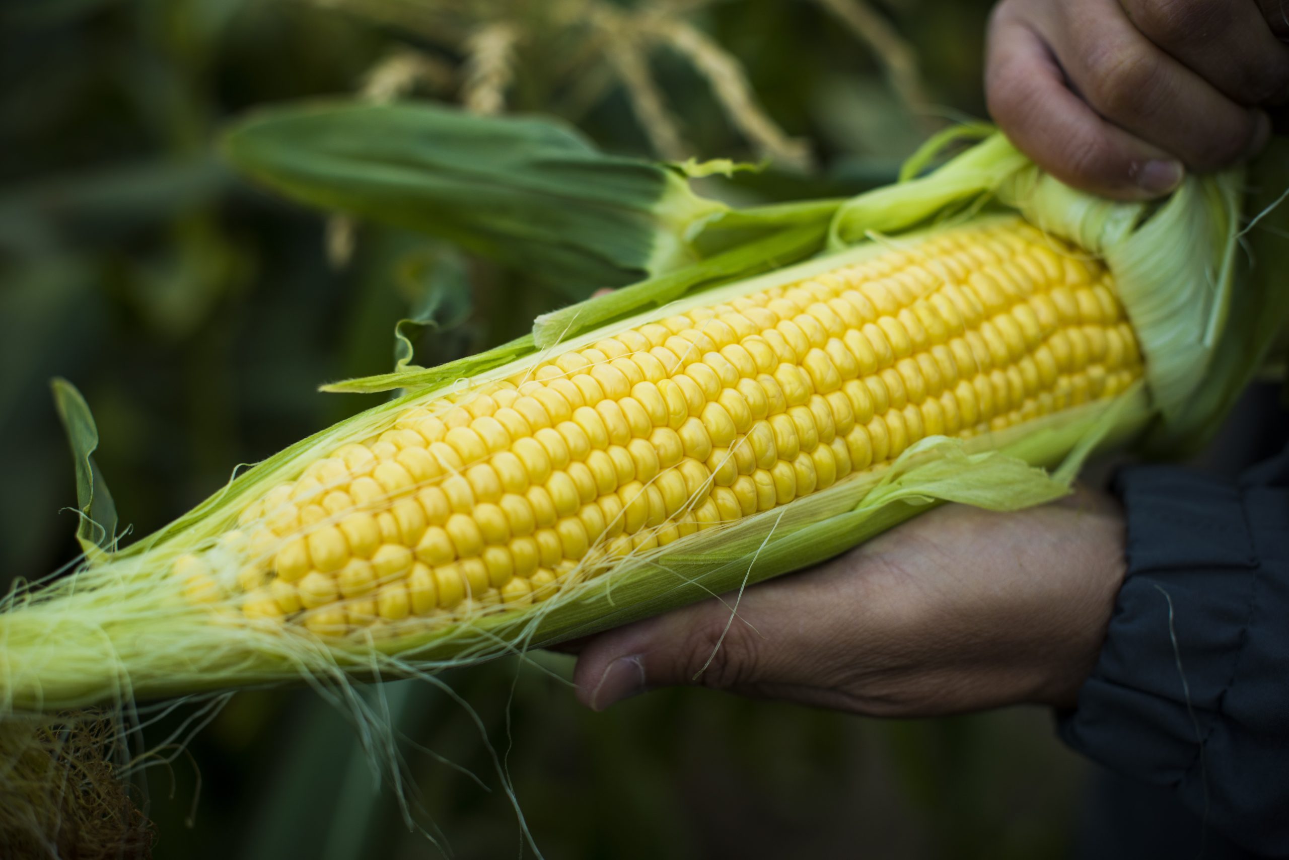 LeaderBrand Sweet Corn Hit Stores Early - Supermarket News