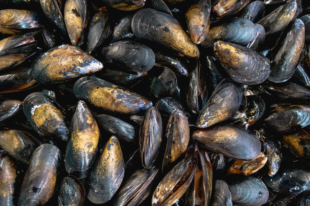 Shellfish Biotoxin Warning For Western Firth of Thames - Supermarket News