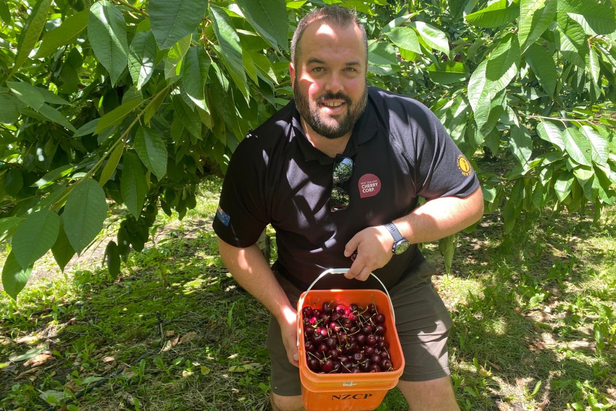 NZ Cherry Corp’s Global Rise Begins with Local Innovation - Supermarket ...