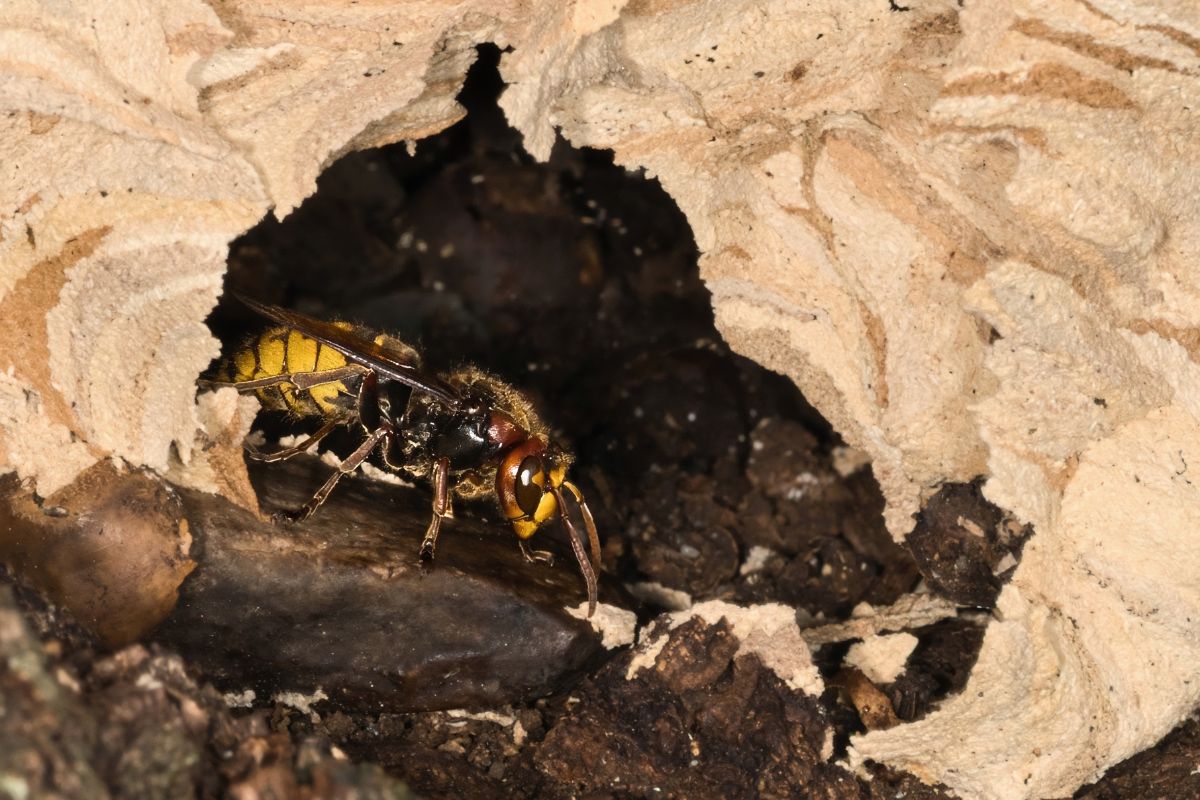 Hornet Incursion: Potential Apocalypse - Supermarket News